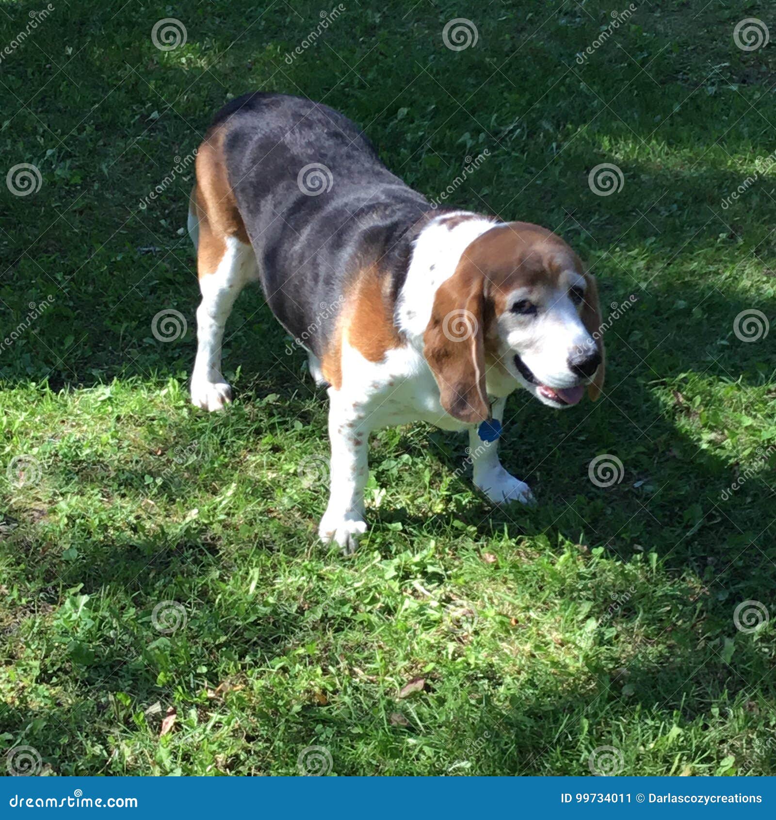 Mischievous stock image. Image of taking, bassett, beagle - 99734011