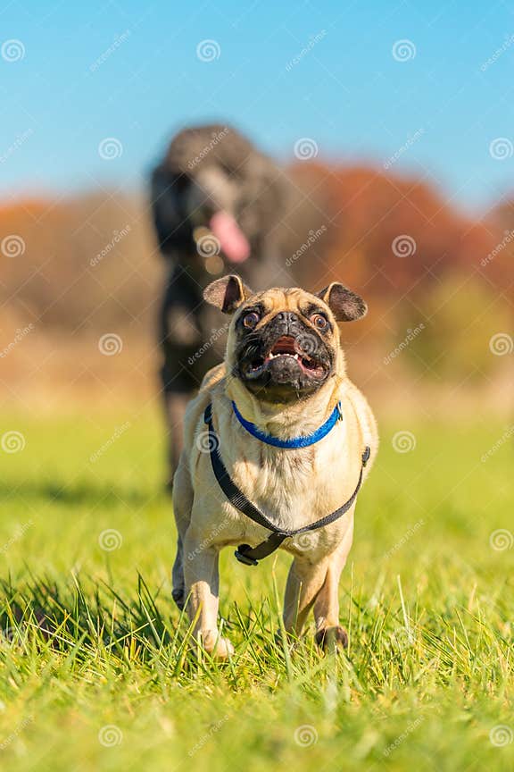 Mischievous Pug Being Chased Stock Photo - Image of chased, poodle ...
