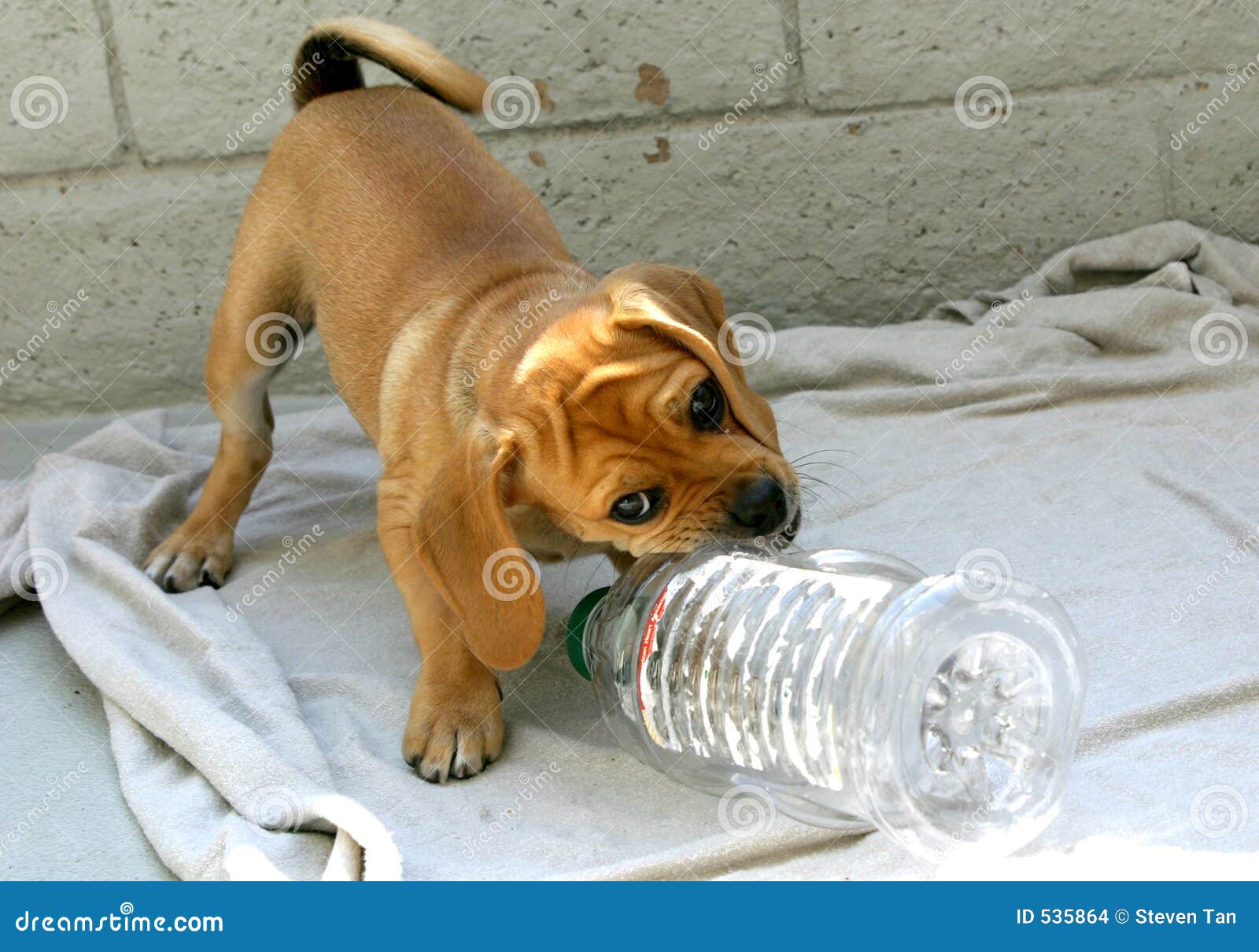 Mischievous Puppy stock photo. Image of cute, doggy, puppy - 535864