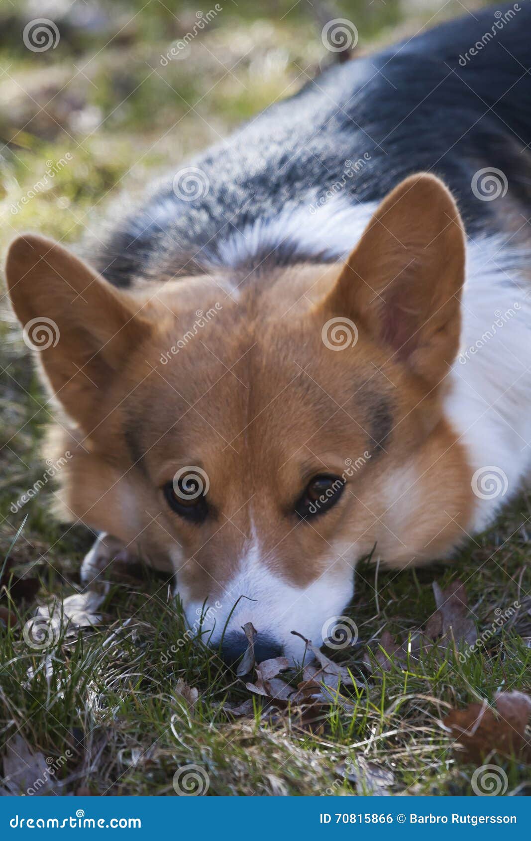 Mischievous stock photo. Image of welshcorgi, glances - 70815866