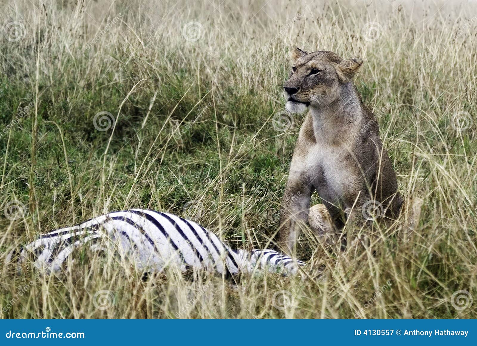 Mise à mort de lion image stock. Image du kenya, lionne - 4130557