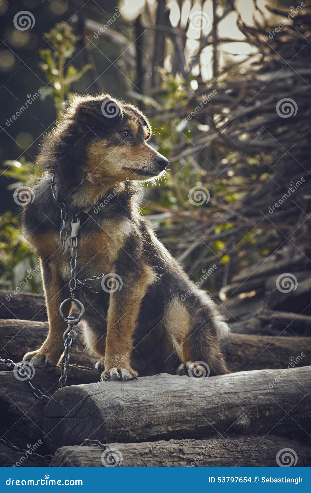 Miserable dog stock photo. Image of dirty, neglected - 53797654