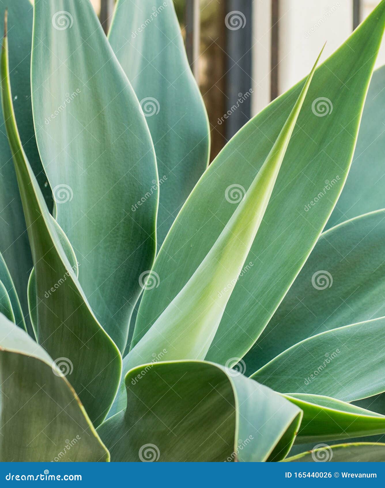 Green big agave plant stock photo. Image of agave, plant - 165440026