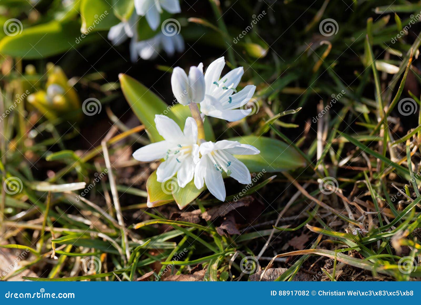 Mishchenko Squill Scilla Mischtschenkoana Stock Photo - Image of ...