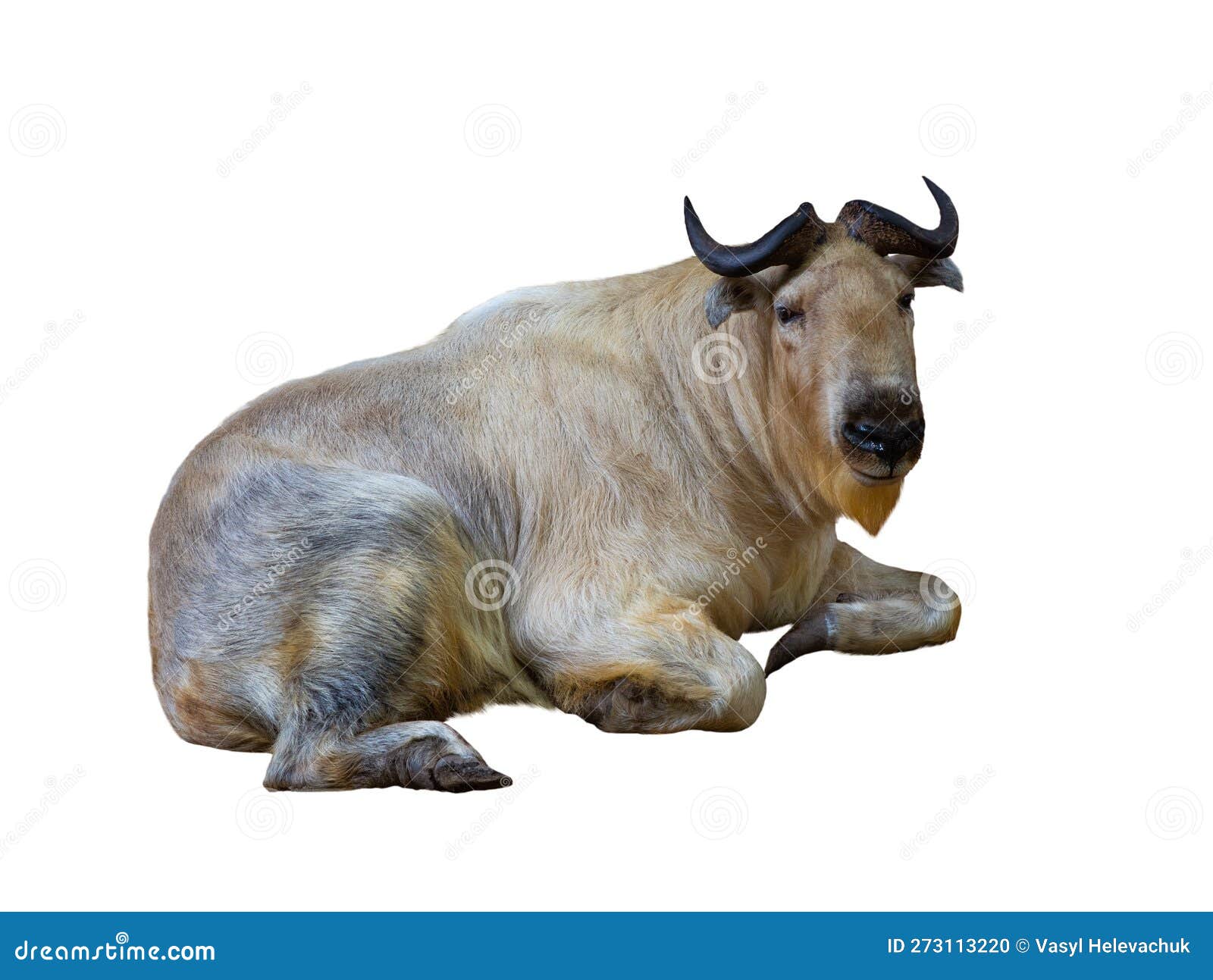 Mishmi Takin Lies Isolated on White Stock Photo - Image of artiodactyla ...