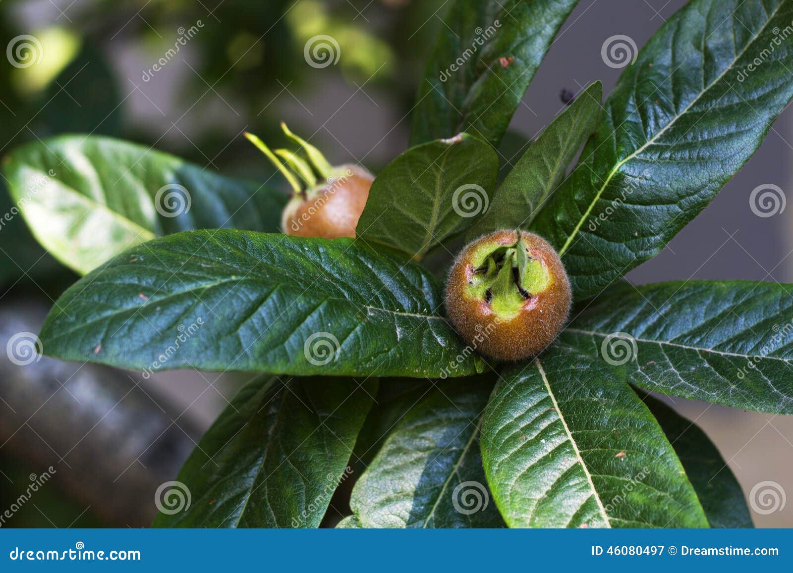 Mispel stock afbeelding. Image of groen, blad, najaar - 46080497