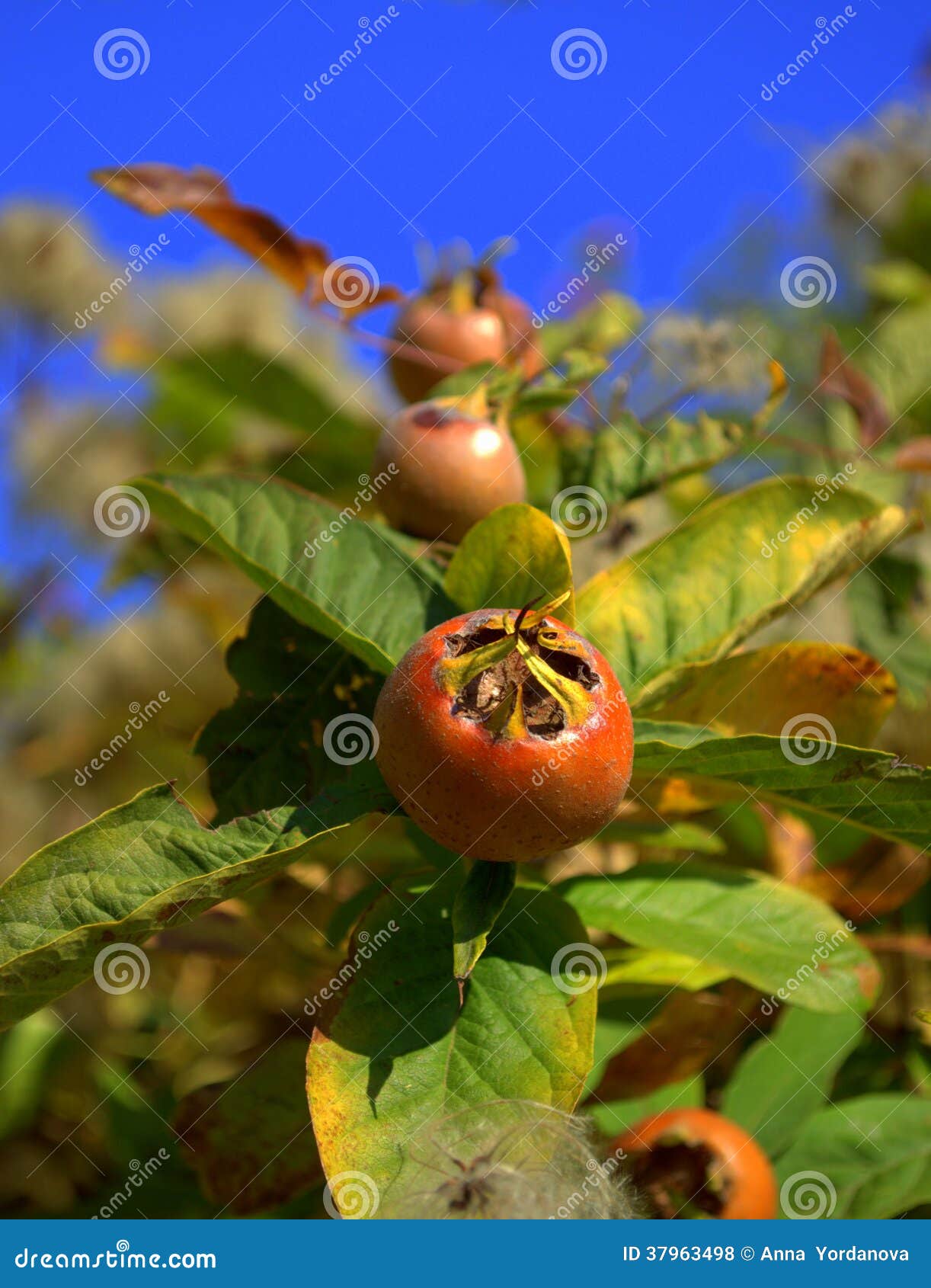 Mispeln Auf Azurblauem Skylinehintergrund Stockfoto - Bild von himmel ...