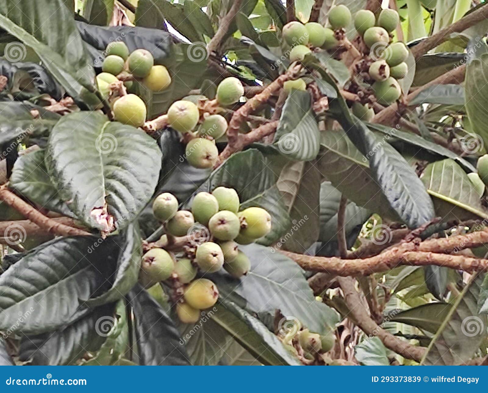 Misperos Stock Photos - Free & Royalty-Free Stock Photos from Dreamstime