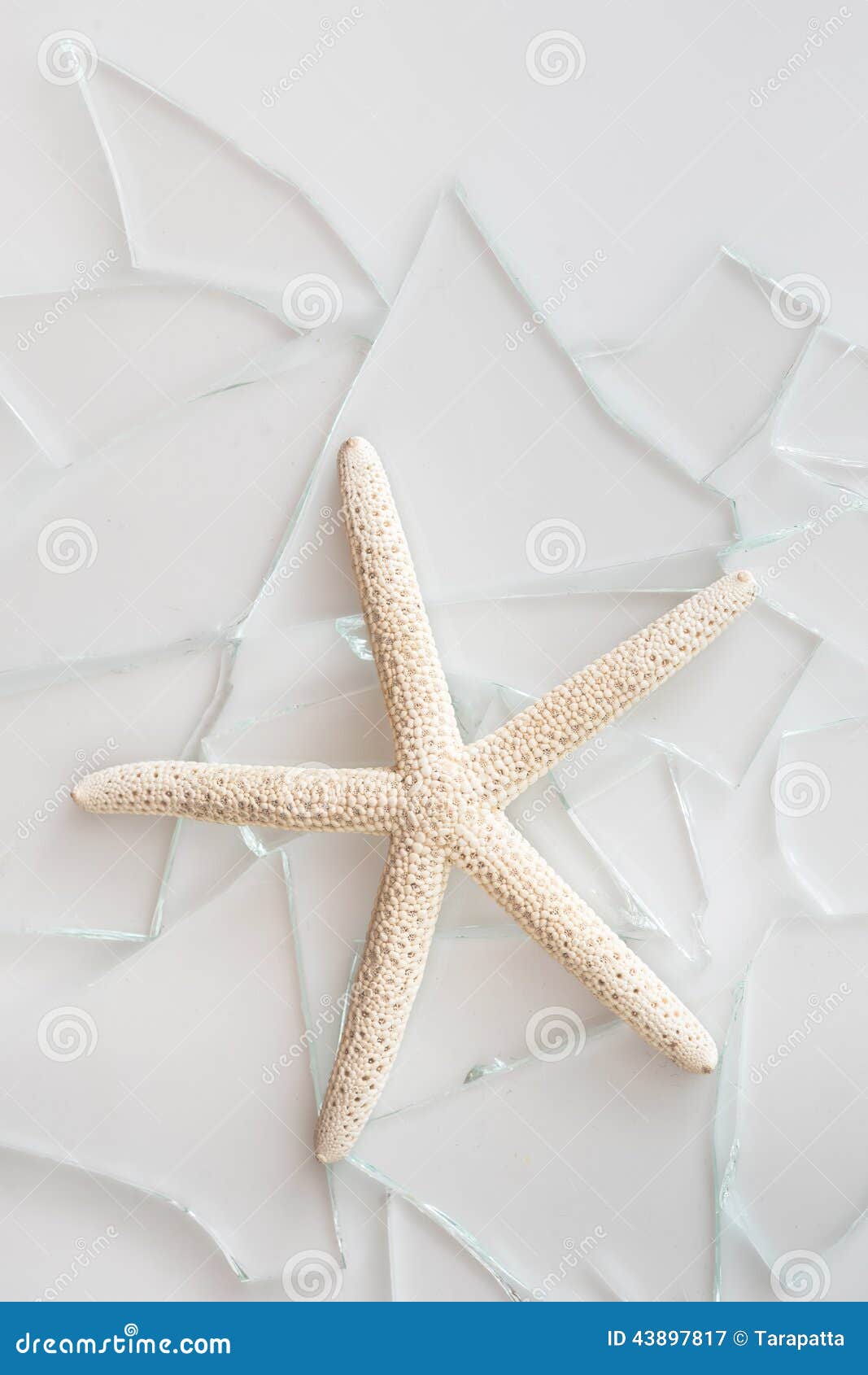 Misplaced Star Fish on Broken Glass Stock Image - Image of conceptual ...