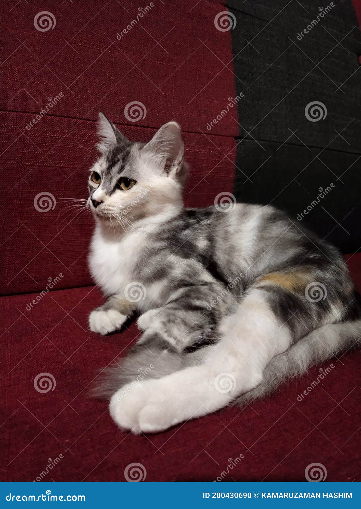 Miss Cat foto de archivo. Imagen de falta, gato, gatito - 200430690