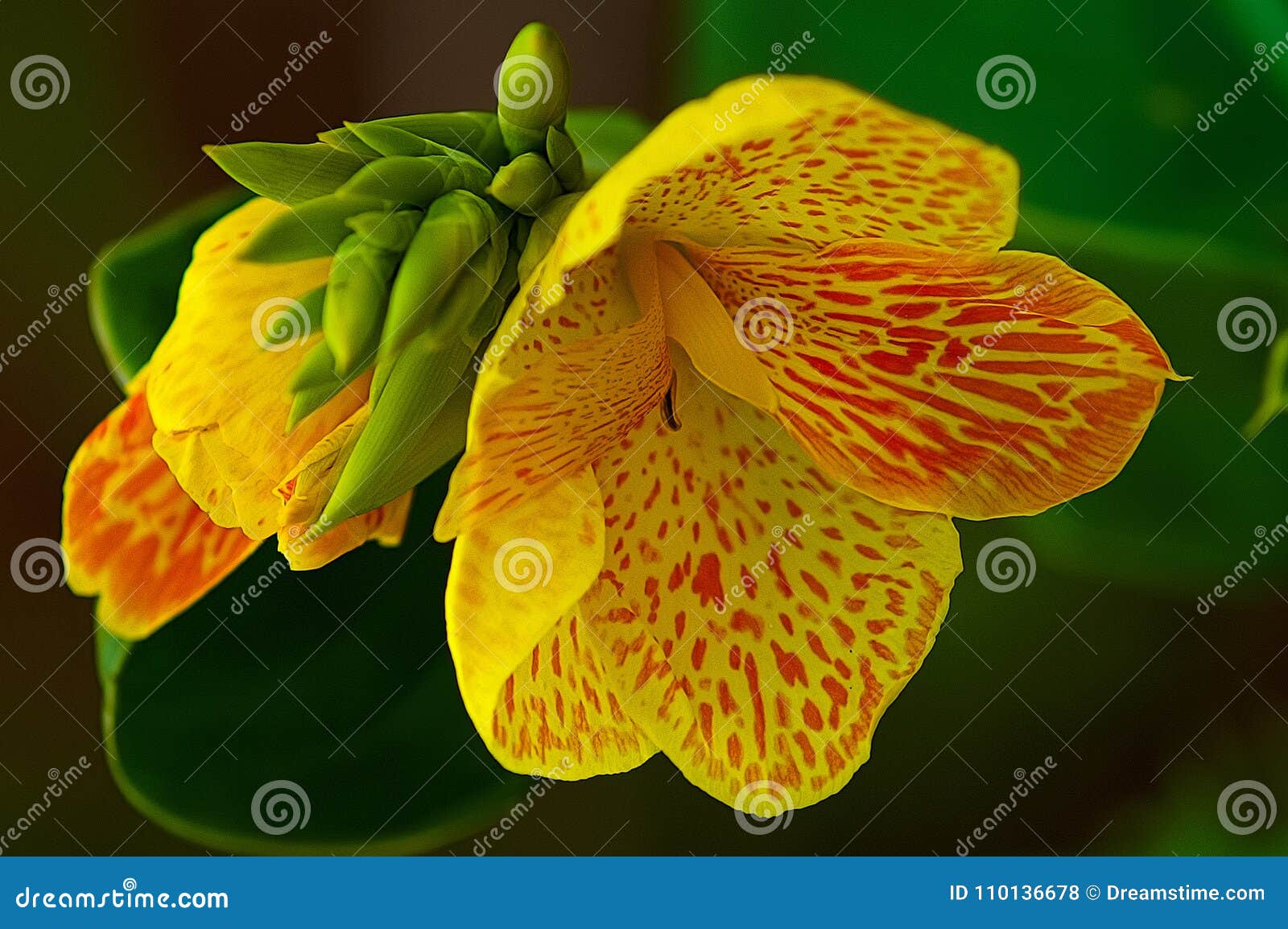 Miss Daffodil stock photo. Image of miss, budding, spring - 110136678