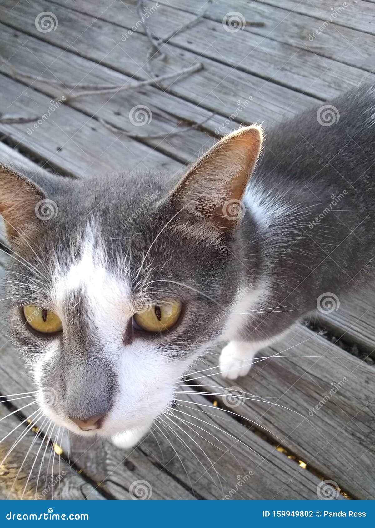 Miss Kit stock photo. Image of face, miss, cats, outside - 159949802