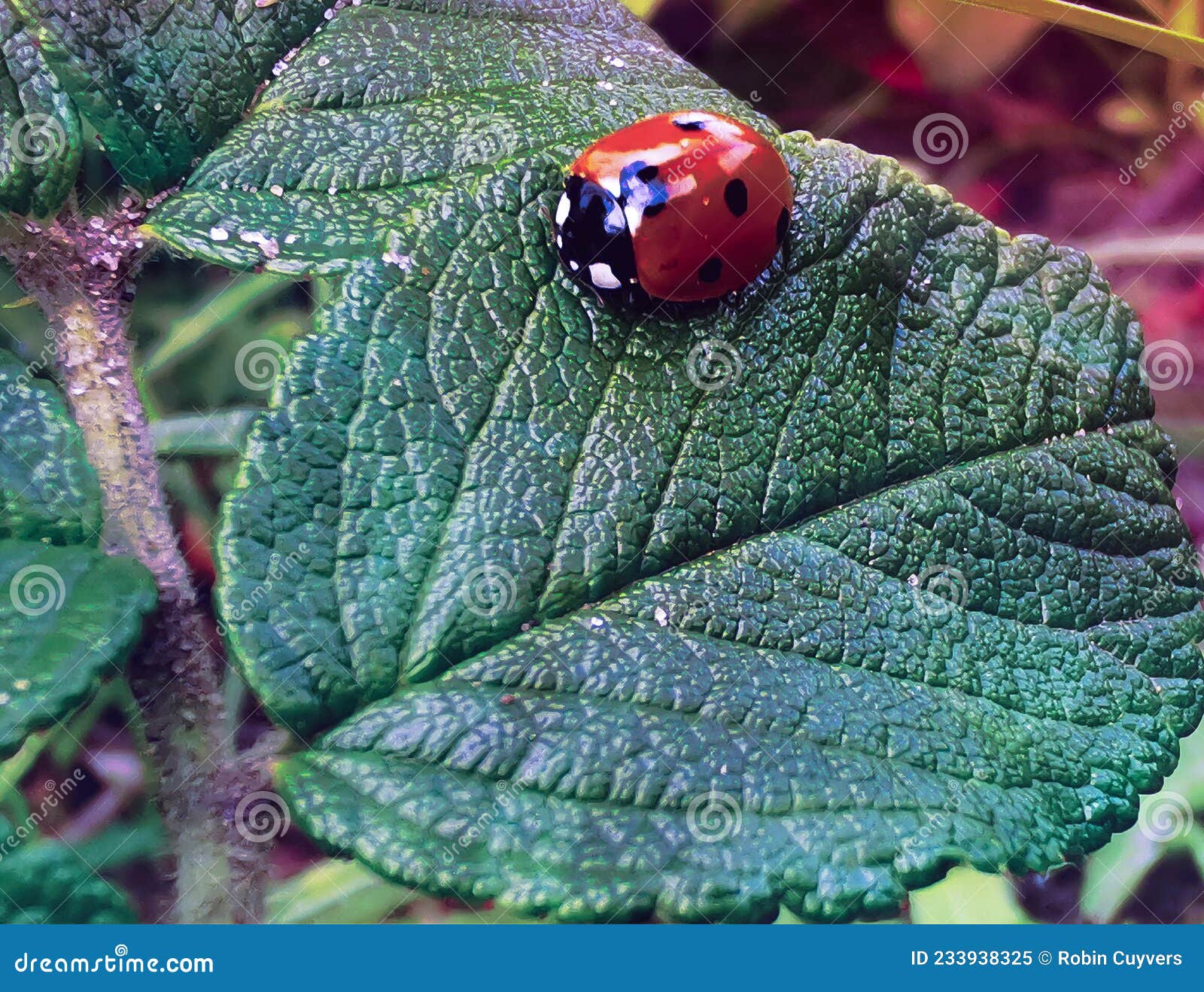 Miss Ladybug stock image. Image of ladybug, produce - 233938325