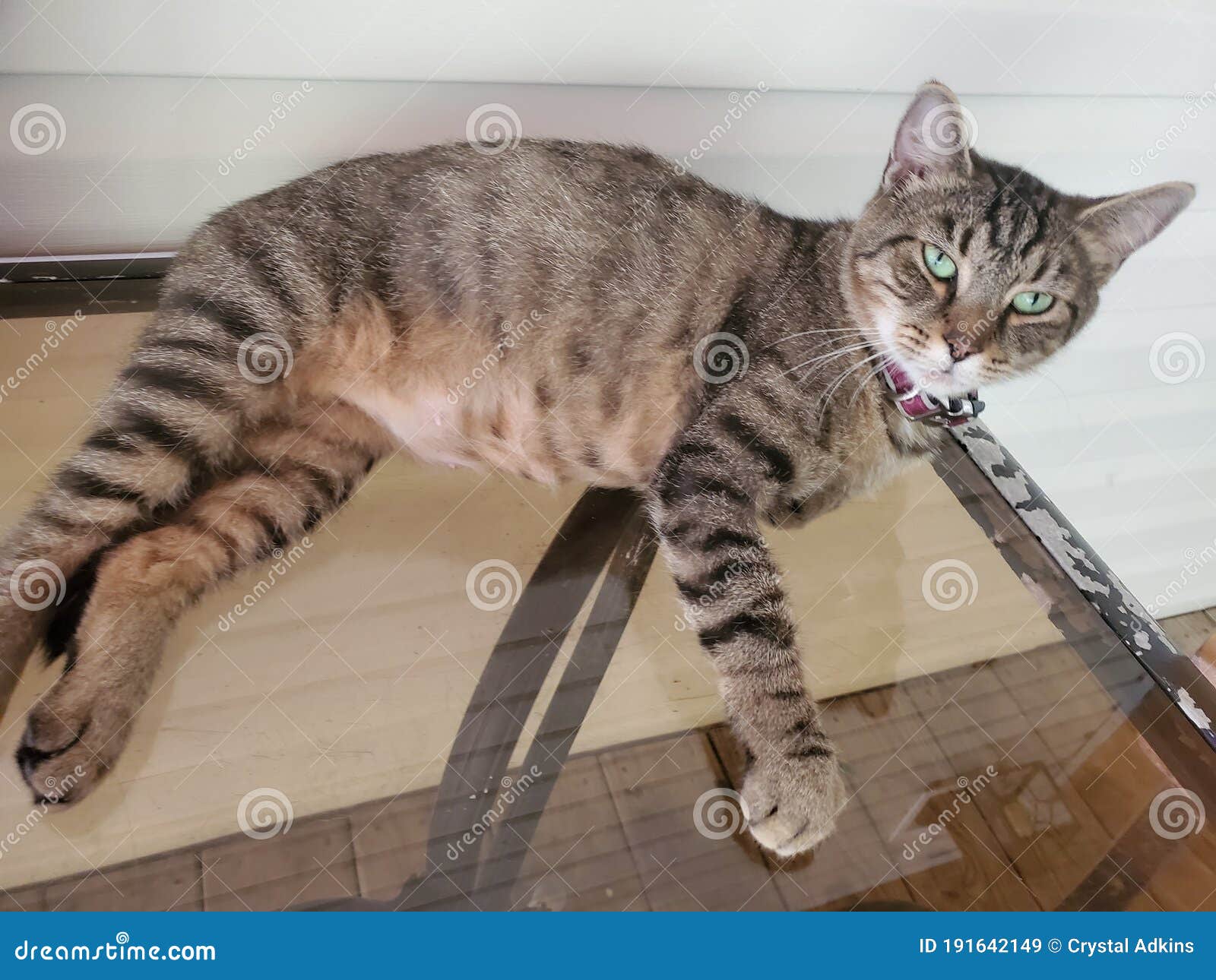 Miss Sadie May Is A Tabby Cat Stock Image | CartoonDealer.com #191642149