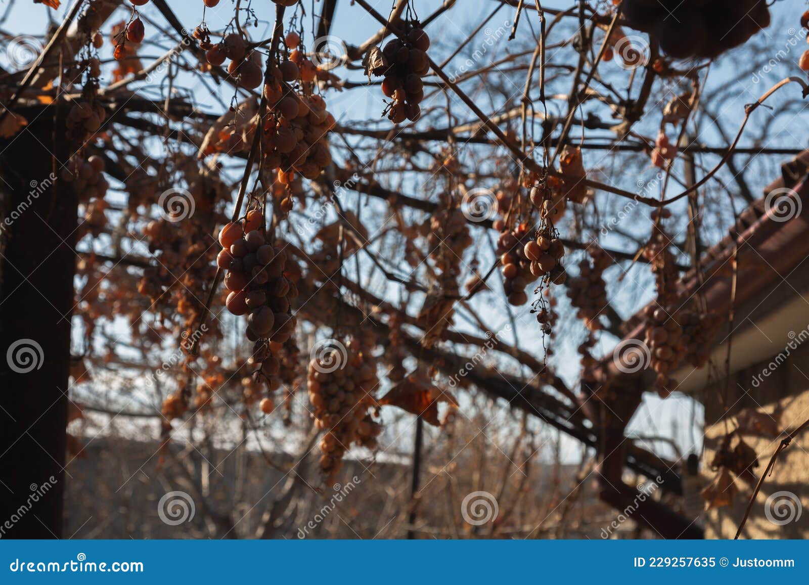 The Missing Grape Harvest. a Bunch of Missing Grapes on a Branch. Stock ...