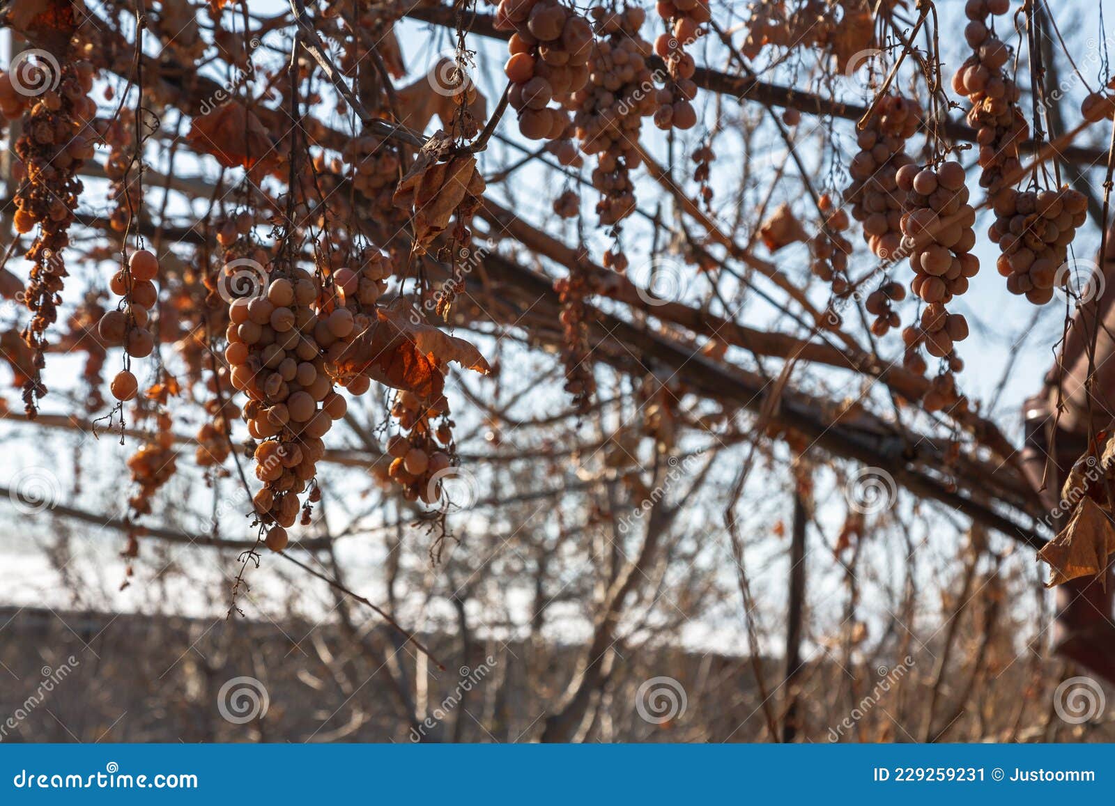 The Missing Grape Harvest. a Bunch of Missing Grapes on a Branch. Stock ...