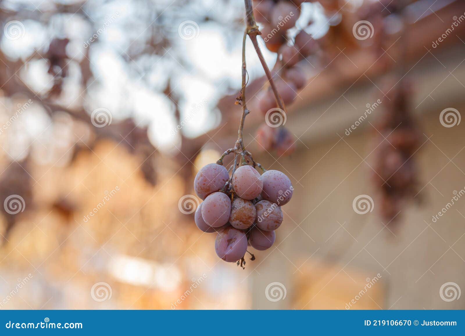 The Missing Grape Harvest. a Bunch of Missing Grapes on a Branch. Stock ...