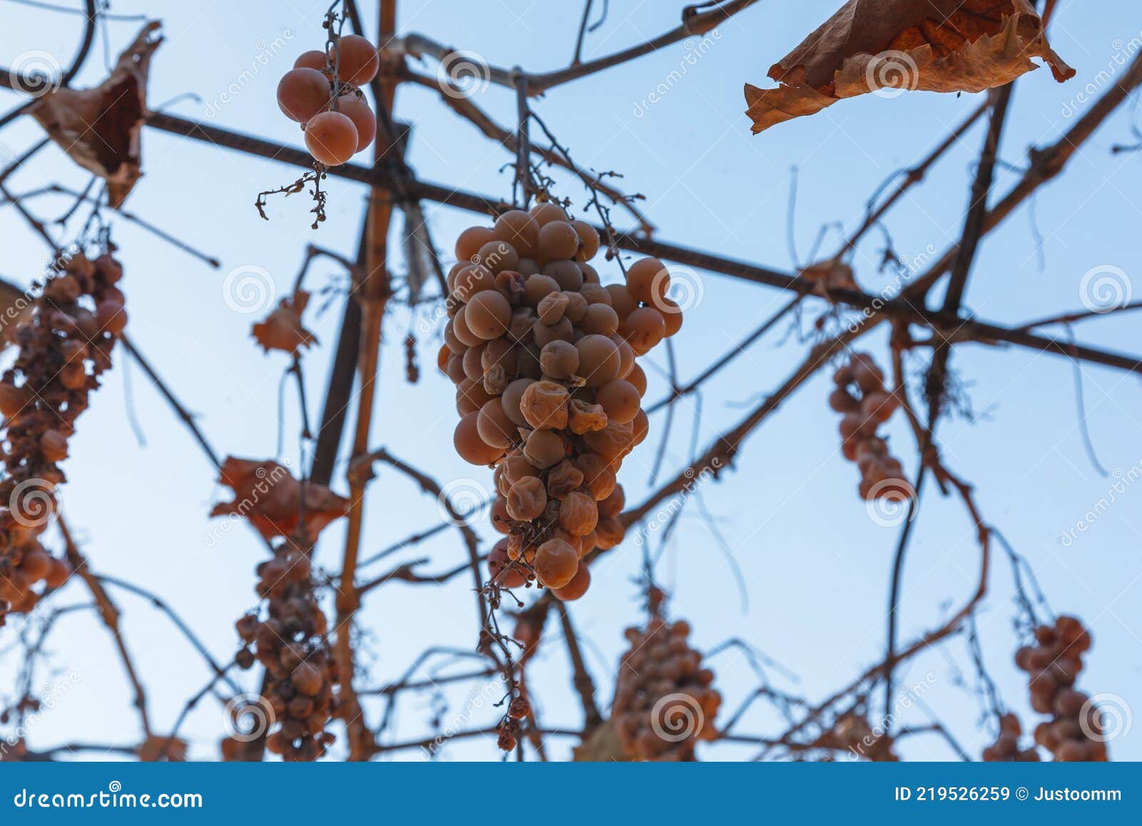 The Missing Grape Harvest. a Bunch of Missing Grapes on a Branch. Stock ...