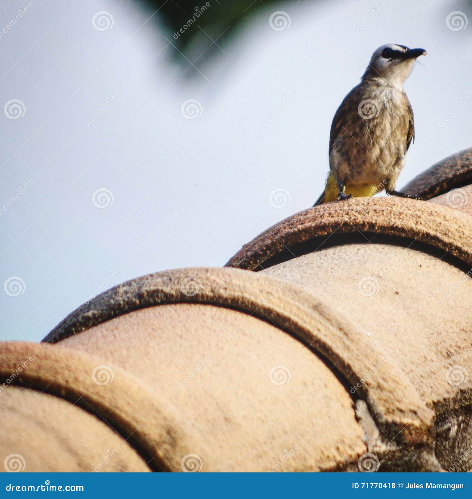 Missing stock photo. Image of loner, birds, roof, looking - 71770418