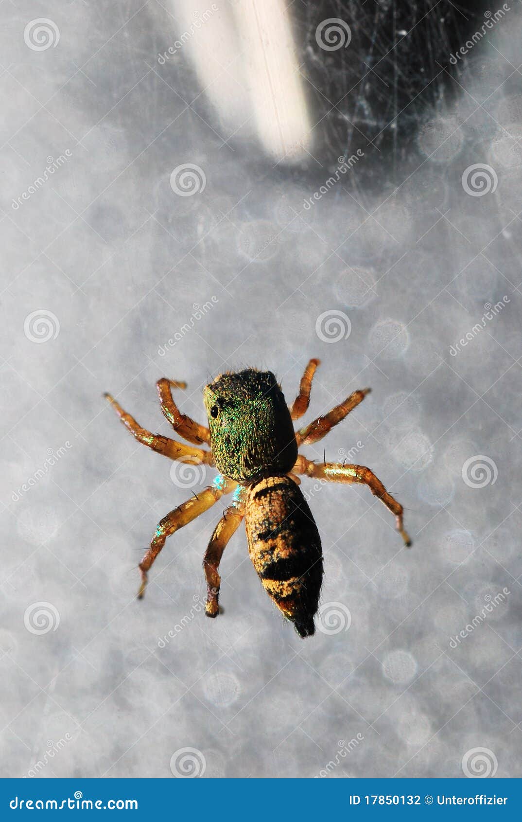 Missing One Leg stock photo. Image of abdomen, environment - 17850132