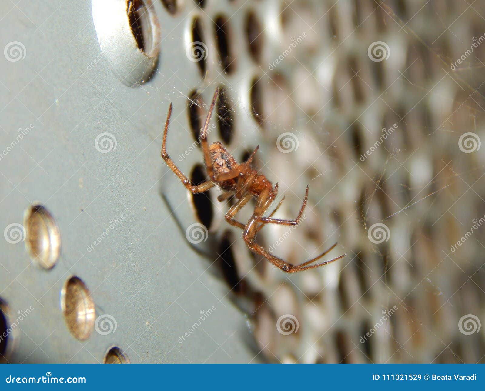 Missing Sector Orb Web Spider Close-up Stock Image - Image of macro ...