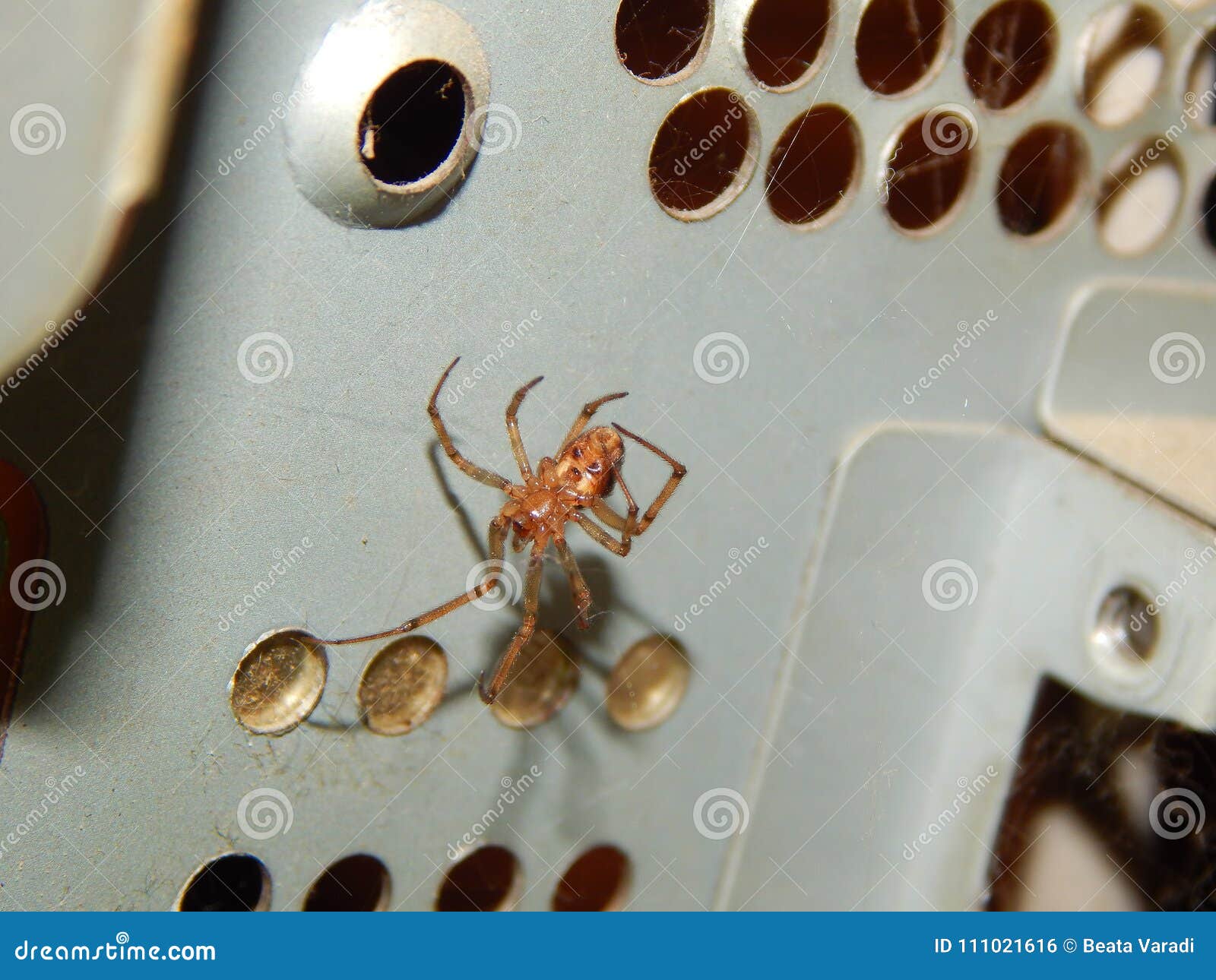 Missing Sector Orb Web Spider Close-up. Stock Photo - Image of romania ...