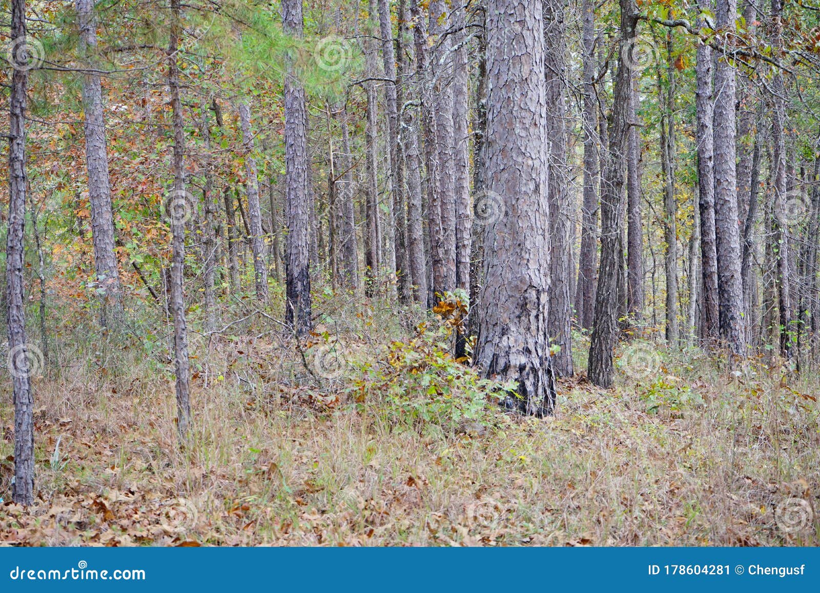 Mississippi National Forest Fall Stock Image - Image of national ...