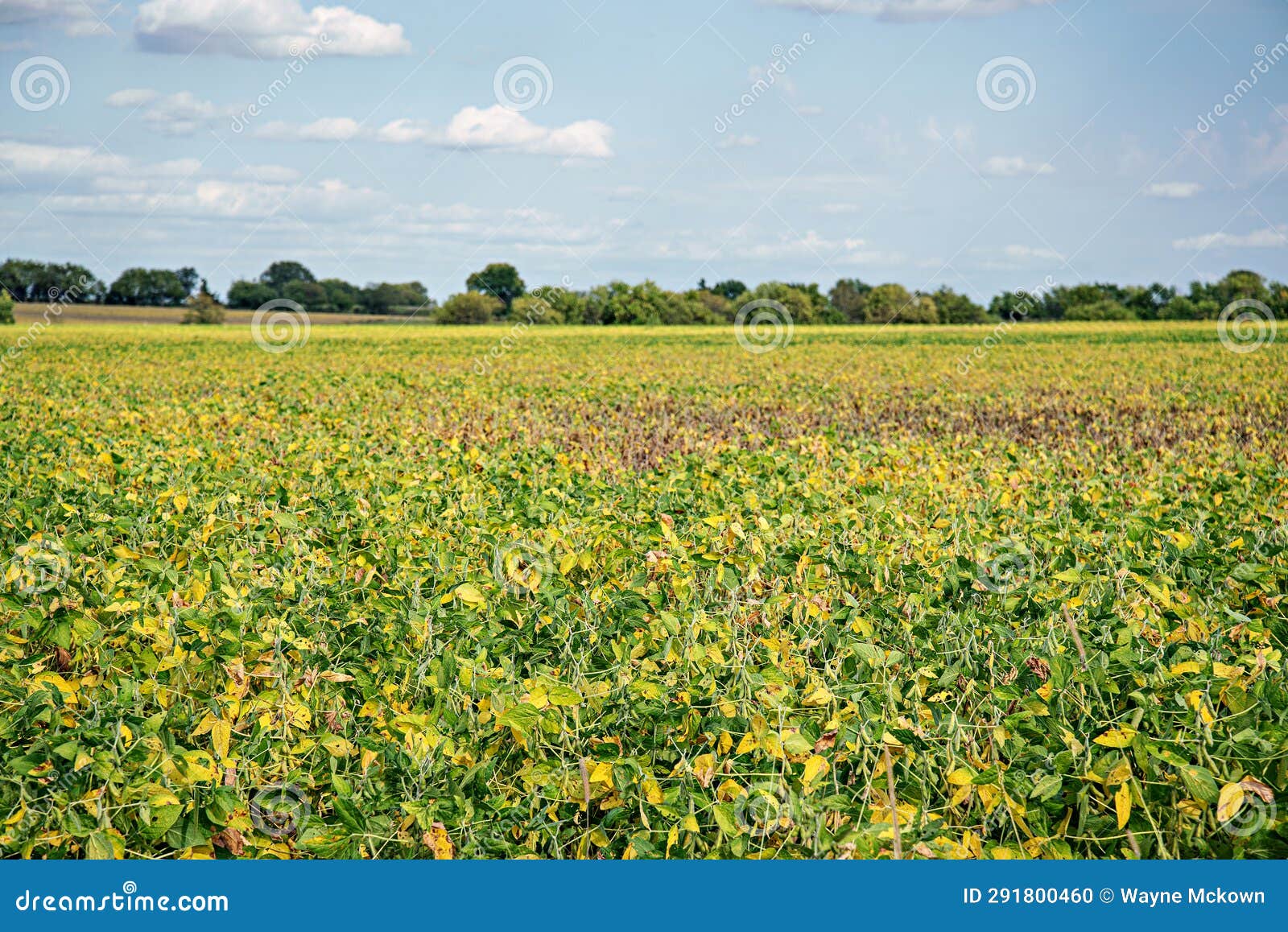 Missouri soy bean field stock photo. Image of farming - 291800460
