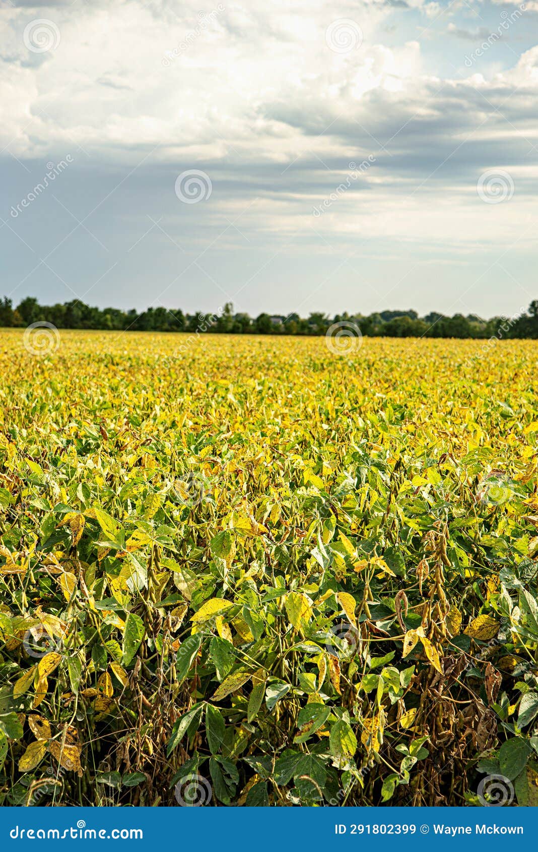Missouri soy bean field stock image. Image of leaf, food - 291802399