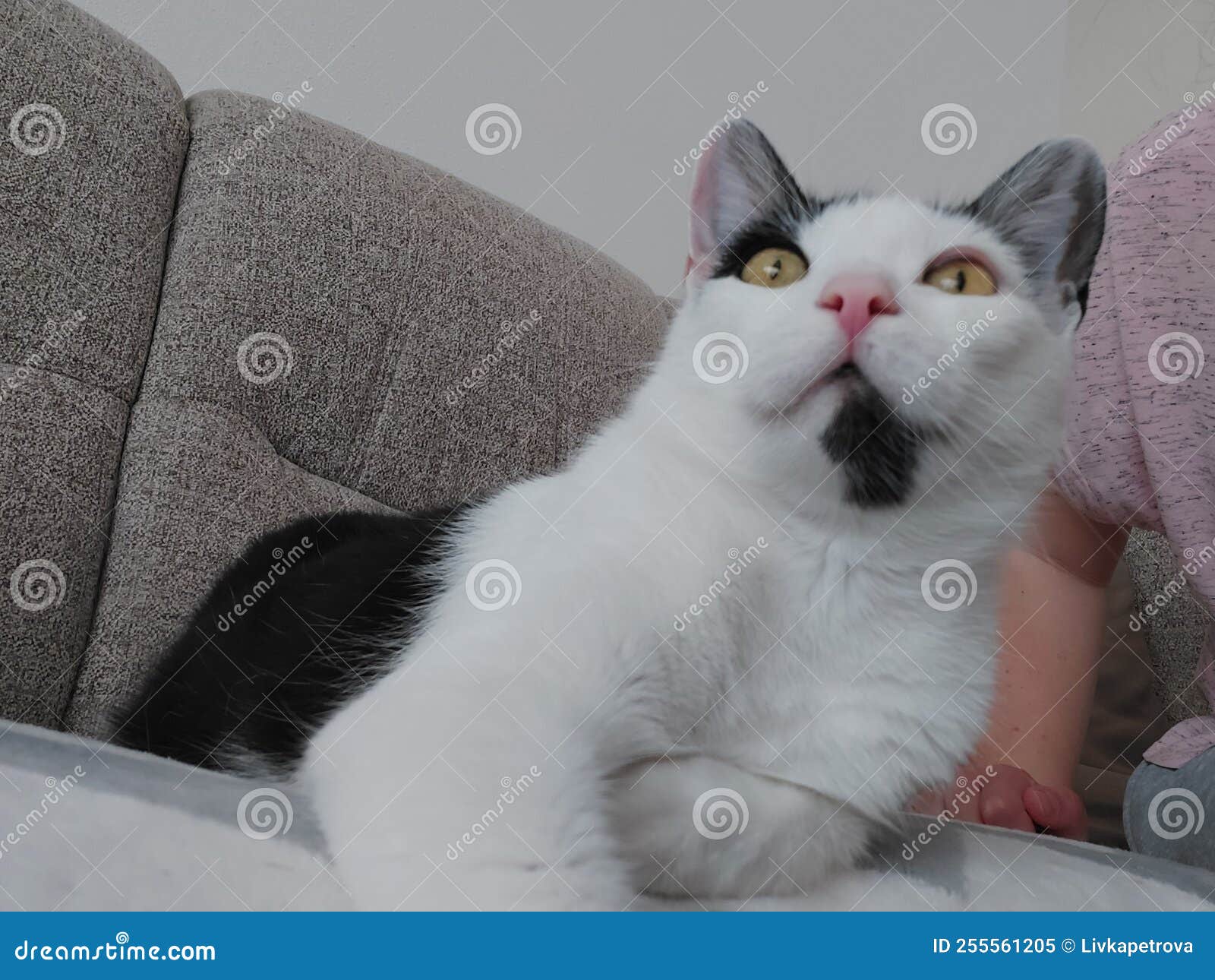 Misster Cat Boss is Looking at Us Photo Stock Image - Image of skin ...