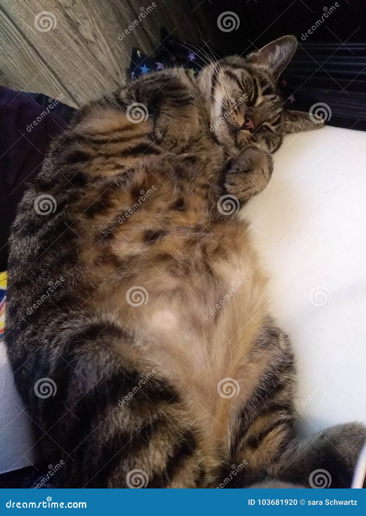 Missy stock photo. Image of striped, tiger, missy, cute - 103681920