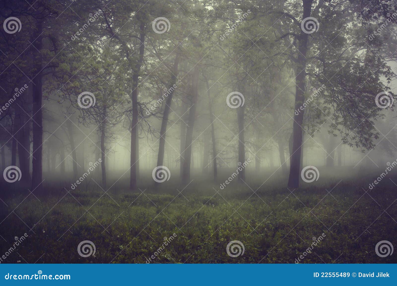 Into the Mist stock image. Image of trees, haunted, mist - 22555489