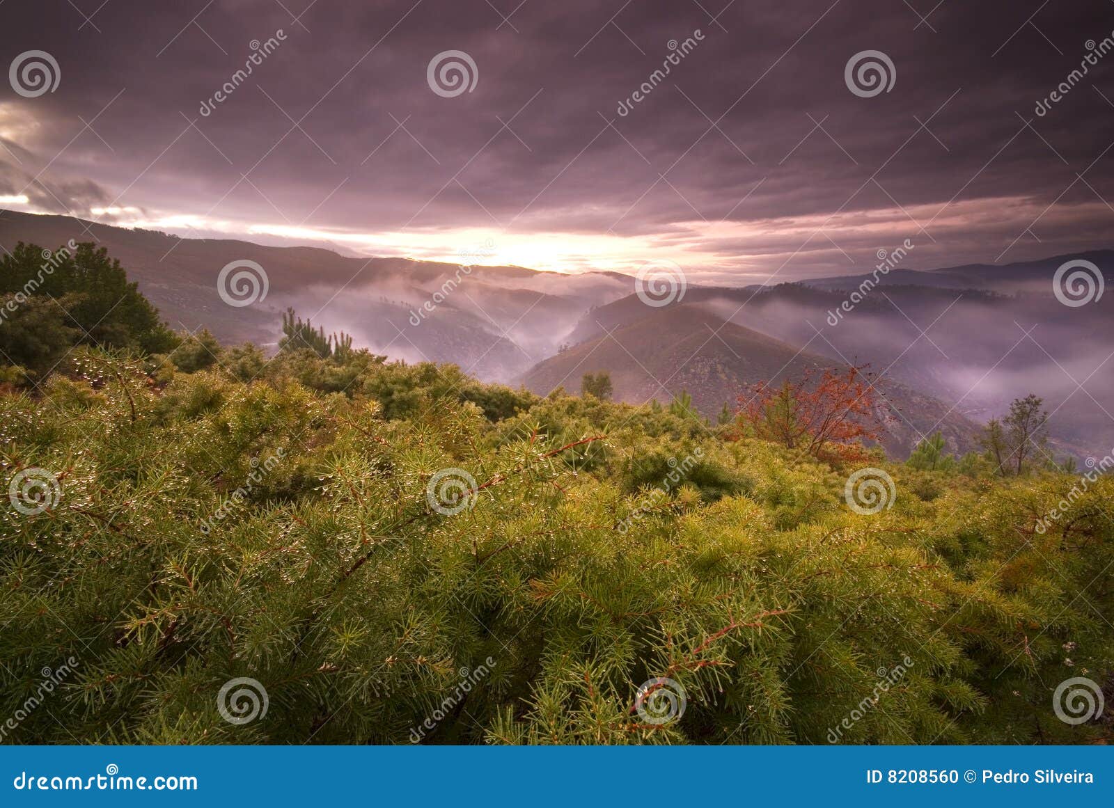 Mist stock photo. Image of clouds, mist, dark, panoramic - 8208560