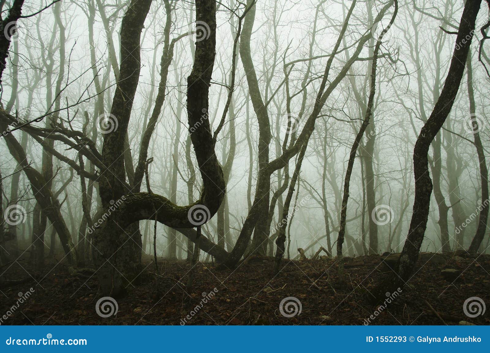 Mist in autumn forest stock image. Image of border, color - 1552293