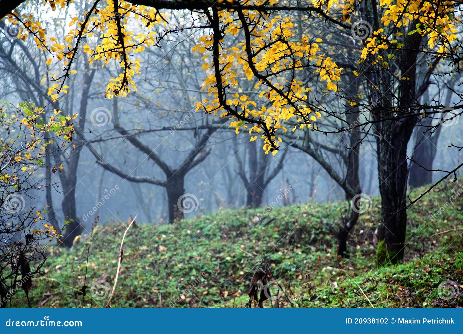 Mist and autumn in forest stock photo. Image of tree - 20938102