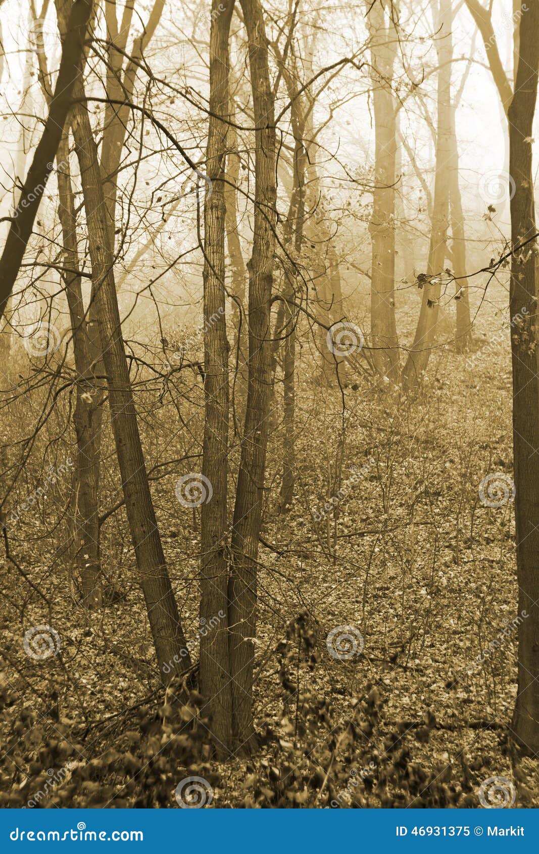 Mist in the autumn forest stock image. Image of beech - 46931375