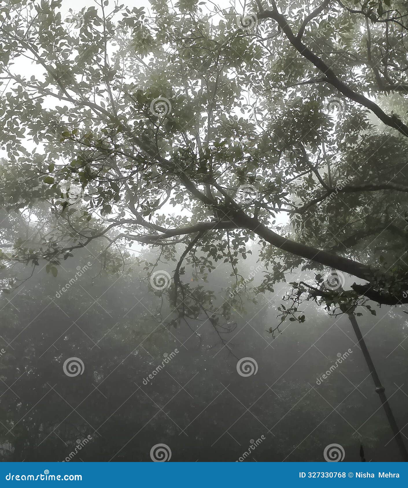 Mist stock photo. Image of beautifulnature, indian, mist - 327330768