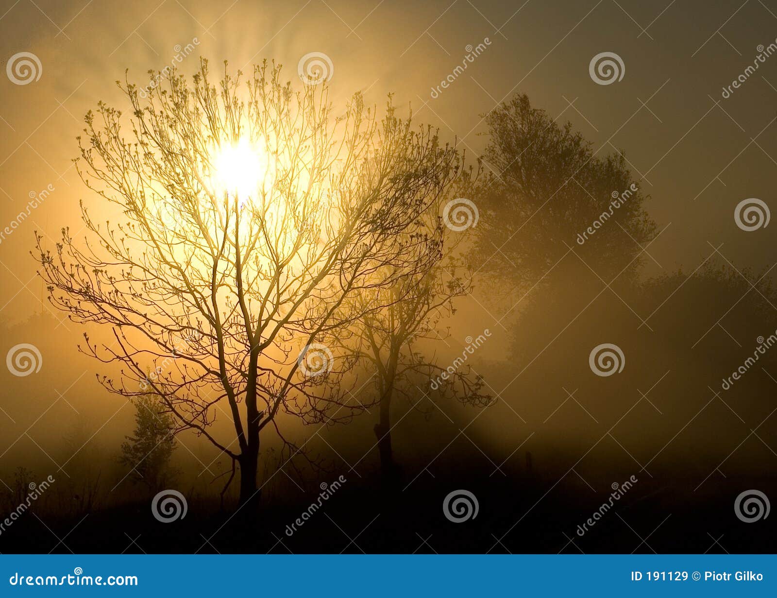 Mist, boom en zon. stock afbeelding. Image of gebied, bomen - 191129