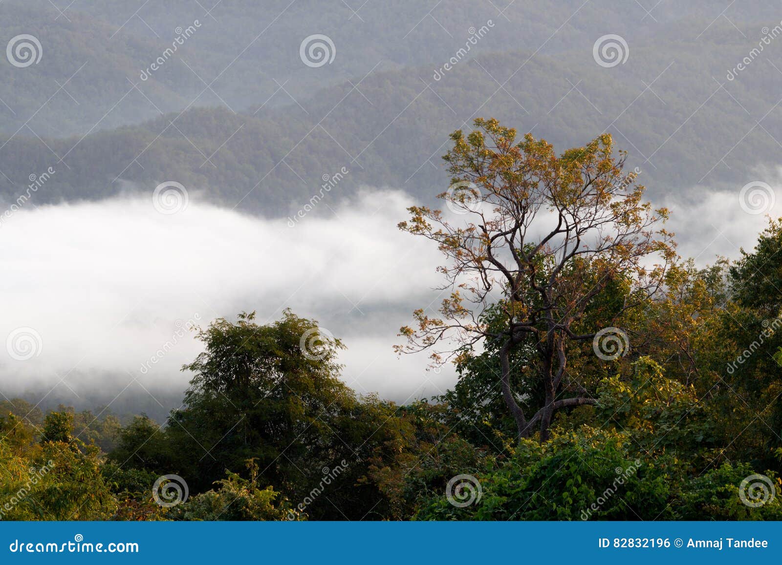 The Mist Cloud on Mountain with Forest Stock Photo - Image of jungle ...