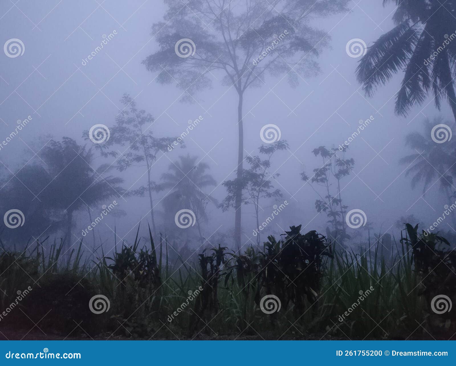 The Mist and Cold Whether in the Morning Stock Photo - Image of sunrise ...