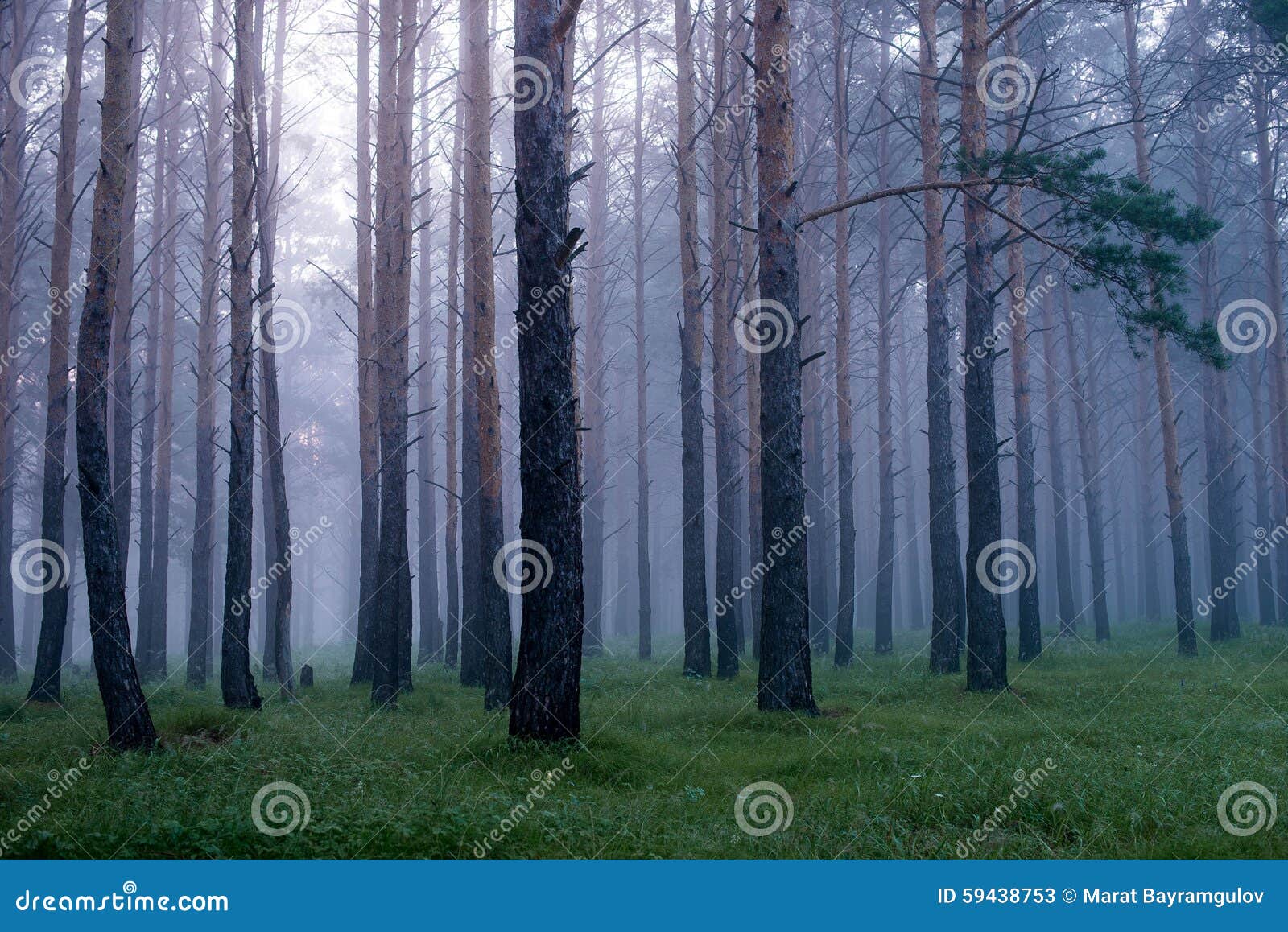 Mist in Coniferous Forest after the Rain at Dawn Stock Image - Image of ...