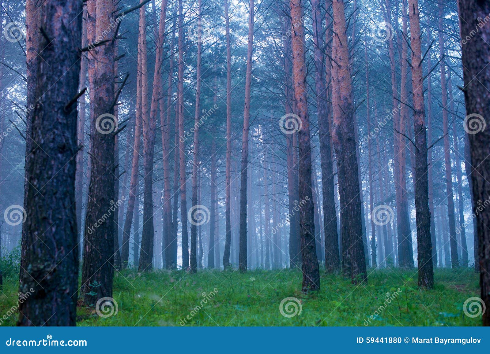 Mist in Coniferous Forest after the Rain at Dawn Stock Photo - Image of ...