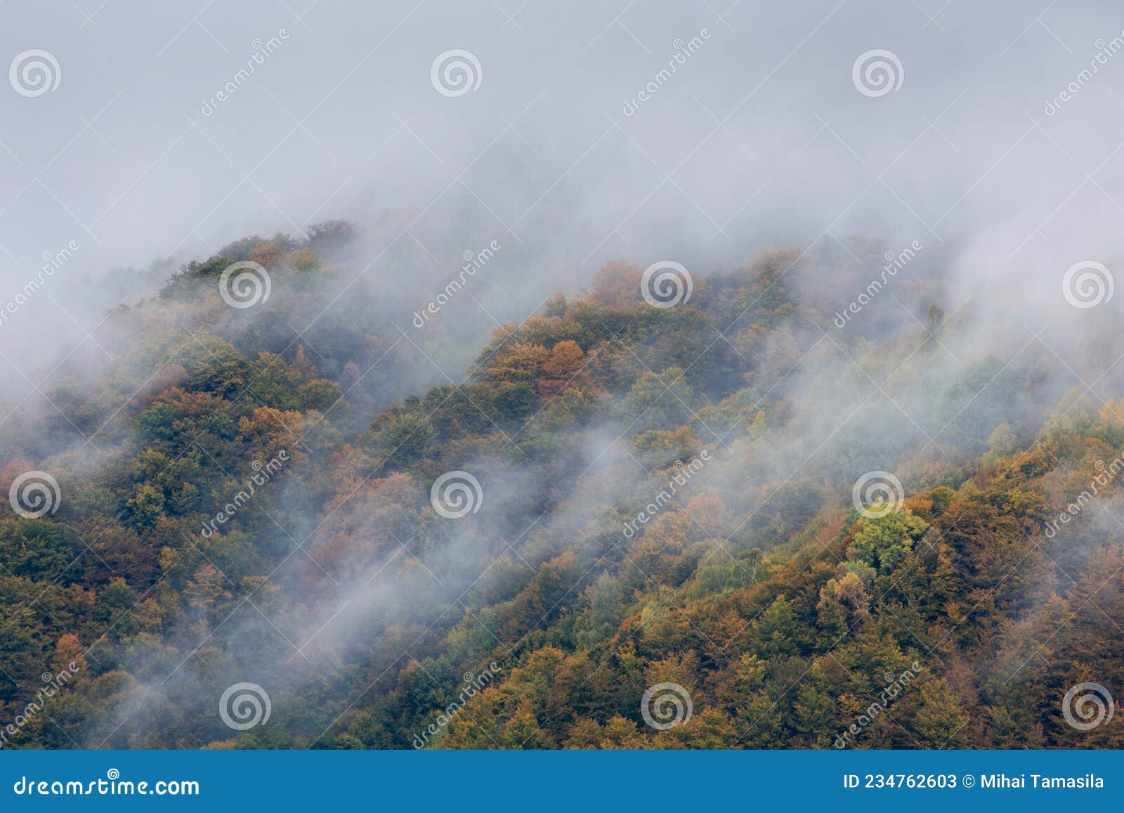 Mist Covering an Autumn Forest in the Morning Stock Image - Image of ...