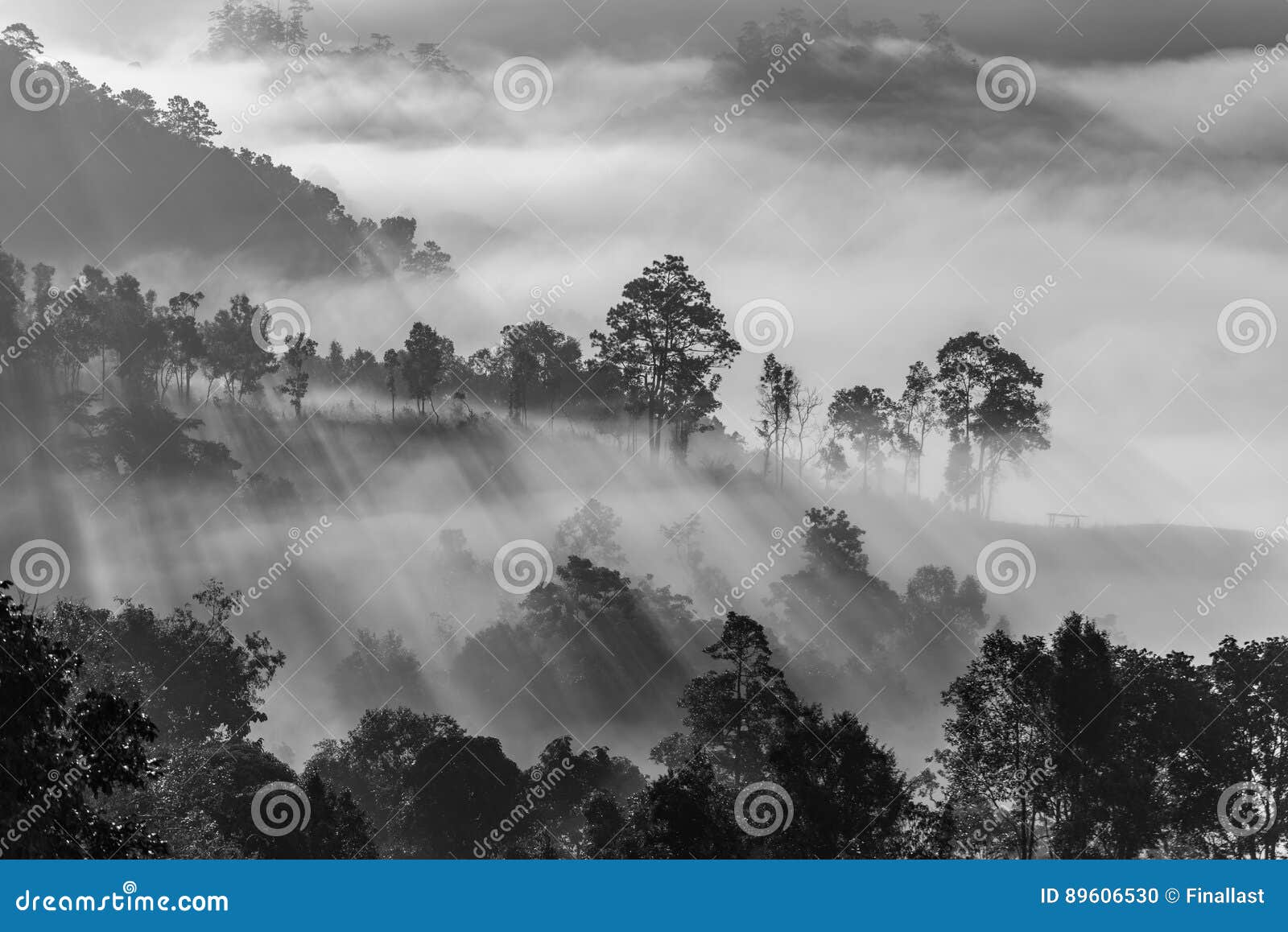 Mist Covering Tree on the Mountain with Sunlight Stock Photo - Image of ...