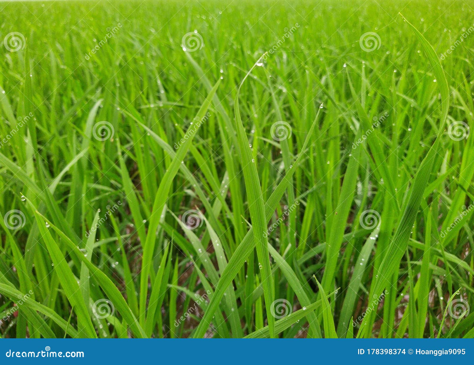 Mist drop on leaf stock photo. Image of drop, leaf, rice - 178398374