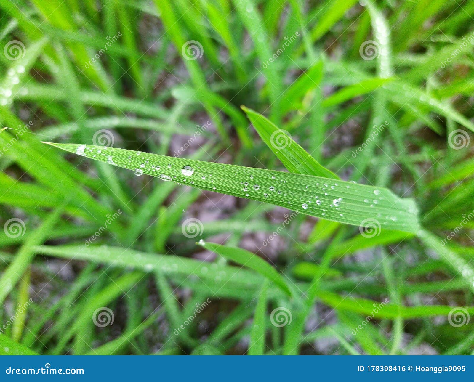 Mist drop on leaf stock photo. Image of water, leaf - 178398416