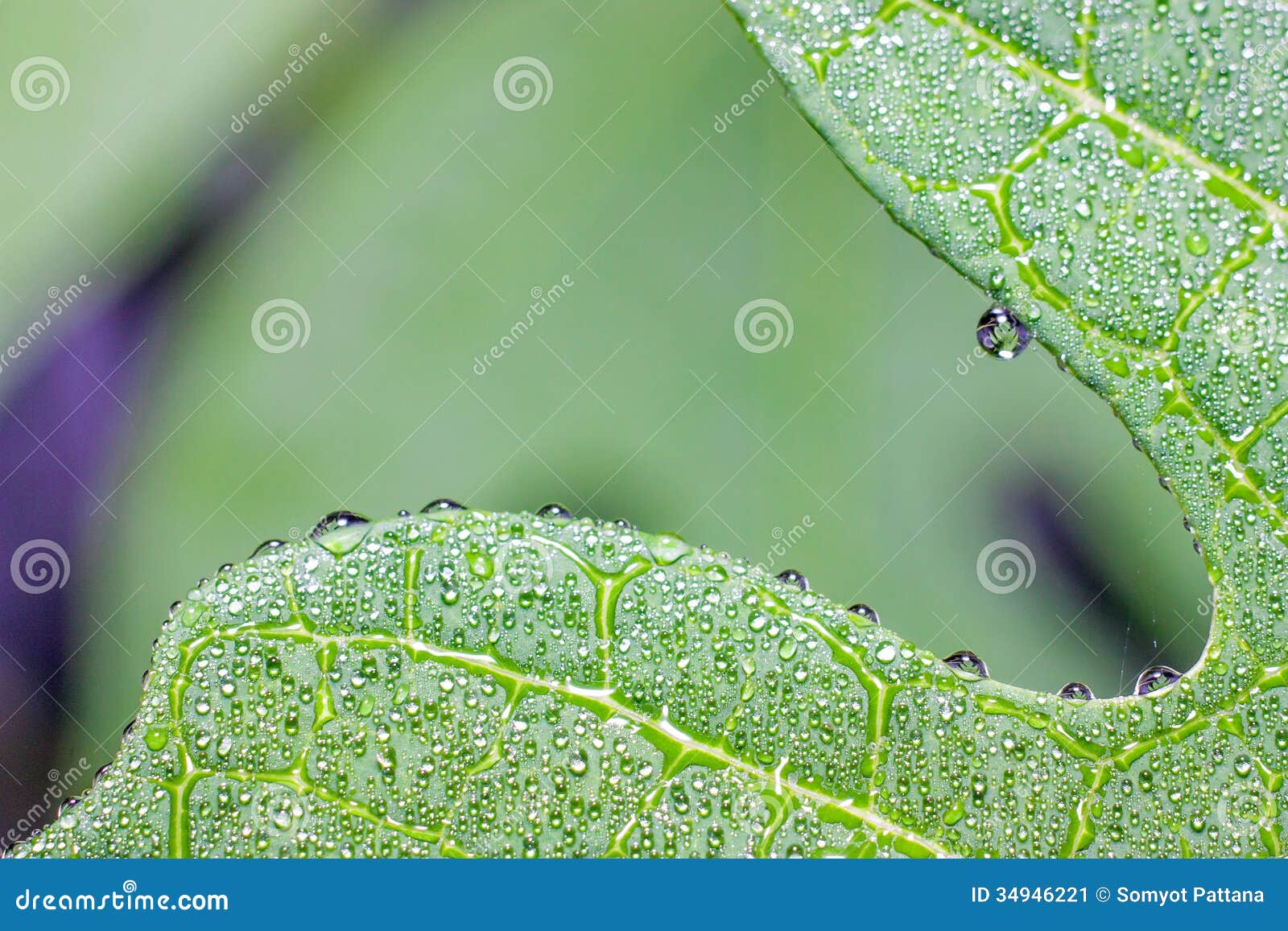 Mist drops stock image. Image of bubble, mist, plant - 34946221