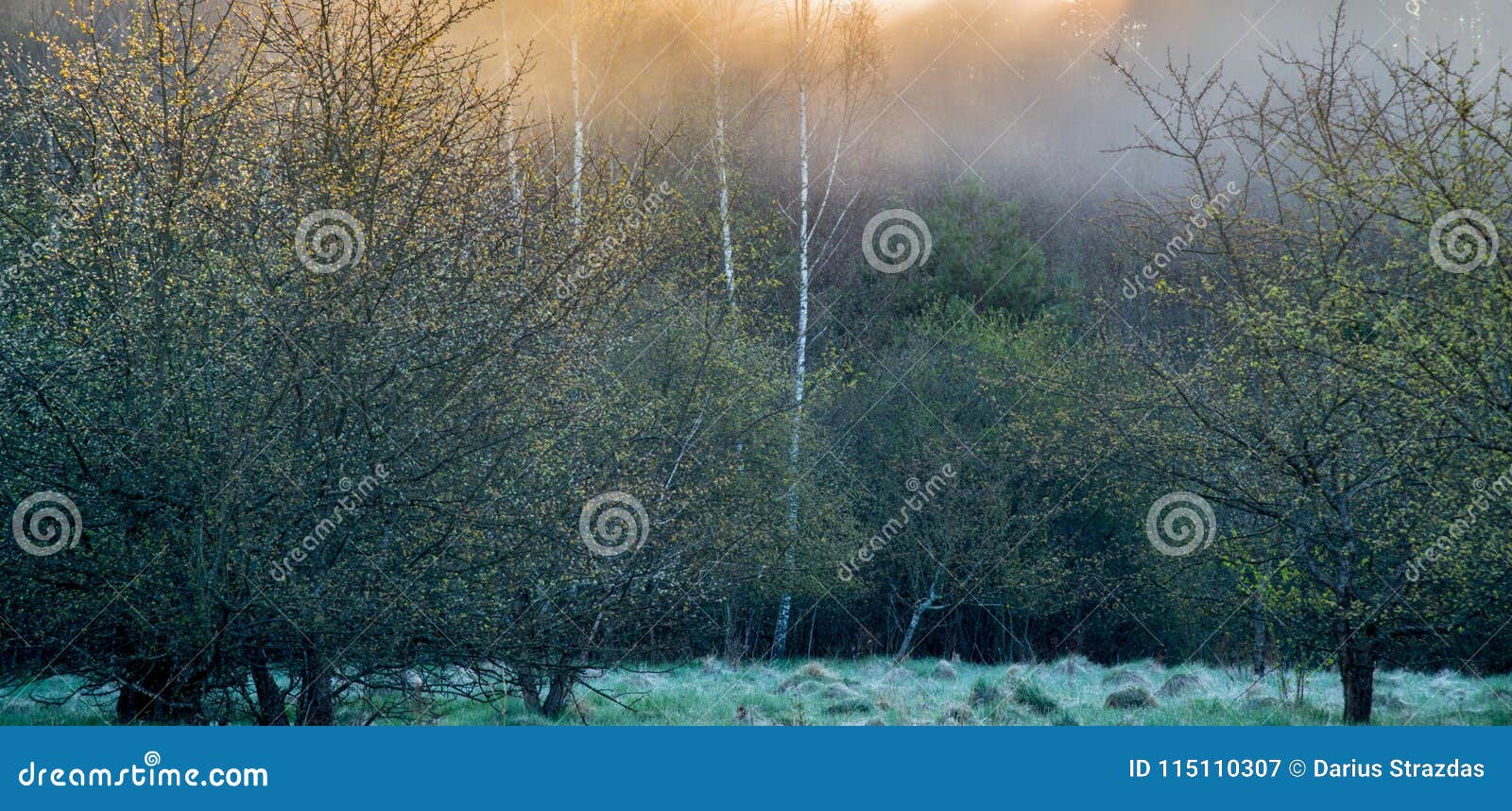 Spring mist during sunrise stock image. Image of light - 115110307