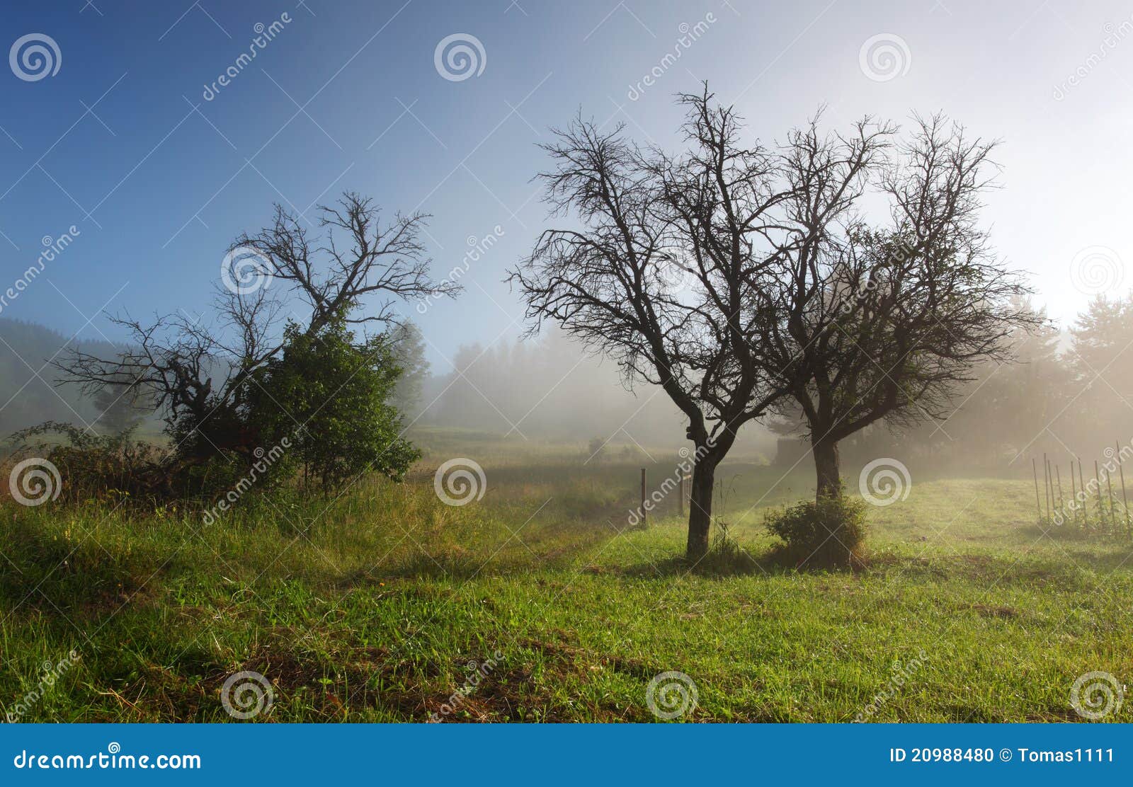 Mist in field with tree stock photo. Image of park, natural - 20988480