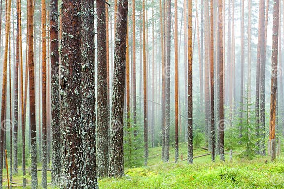 Mist forest stock photo. Image of natural, moist, season - 10571358